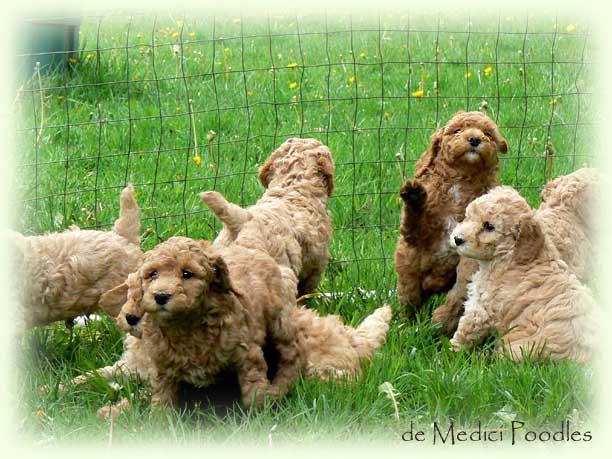 Ellie and Spongebob's Spring 2010 Litter of Moyen Poodles